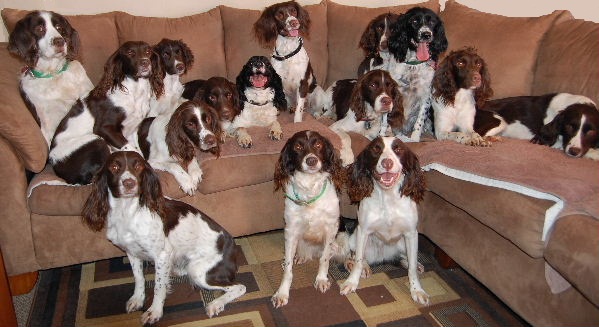 Dogs | Harvest Hunters English Springer Spaniels